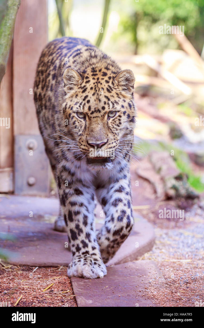 Amur leopard walking camera hi-res stock photography and images - Alamy