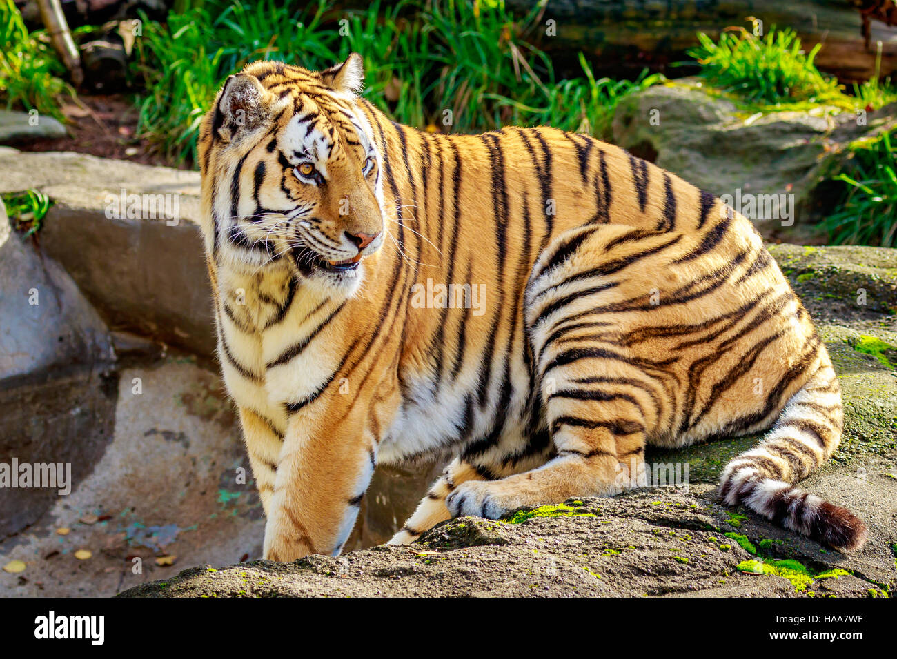 Close-up of Siberian tiger, also known as Amur Tiger (Panthera tigris ...