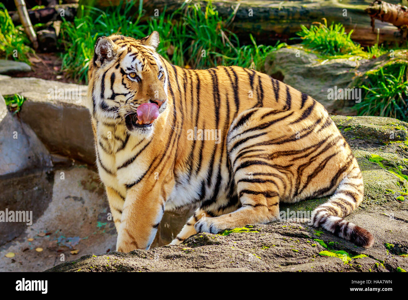 Close-up of Siberian tiger, also known as Amur Tiger (Panthera tigris ...