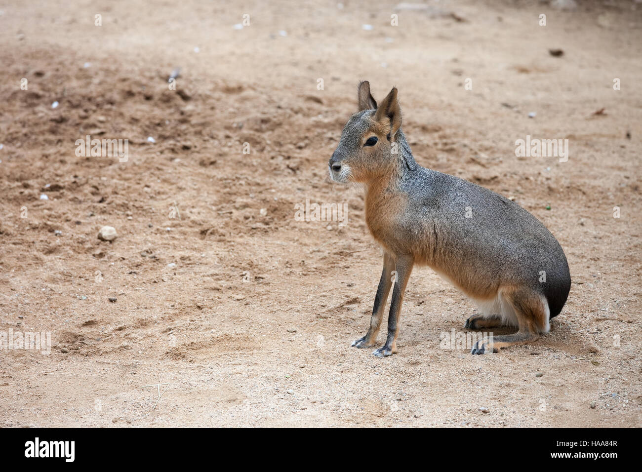 Mara - Dolichotis patagonum, Patagonian cavy, big rodent, relative of ...