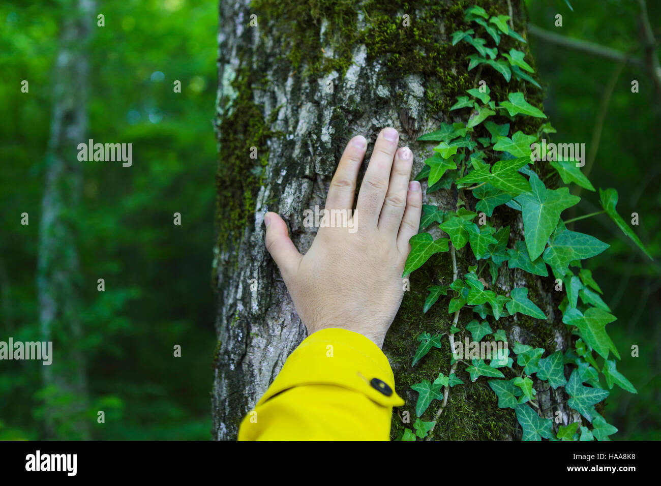 Man touching old tree. Wild nature and enviroment protection concept ...