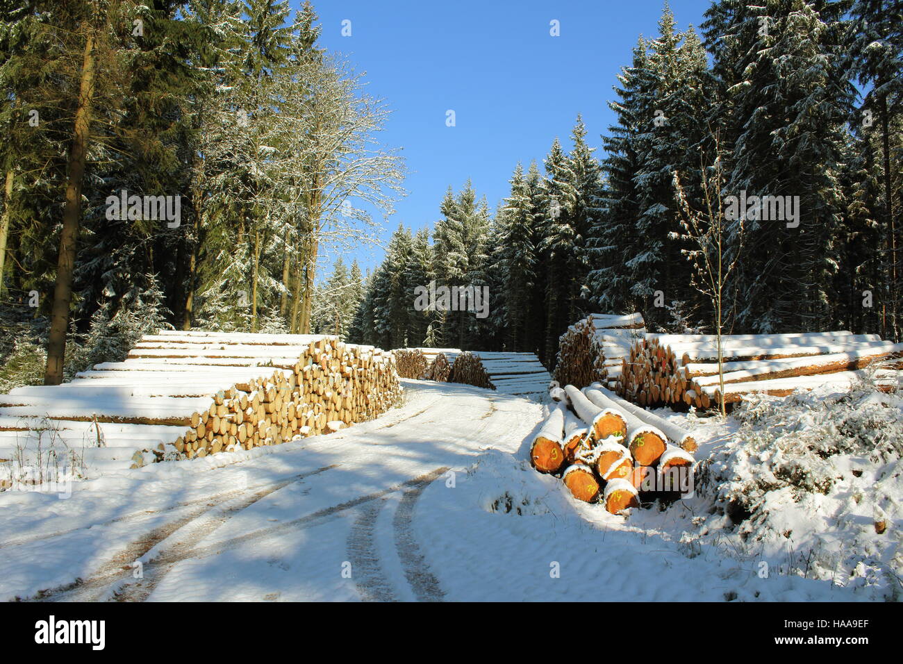 woodpile in the winter forest with snow Stock Photo - Alamy