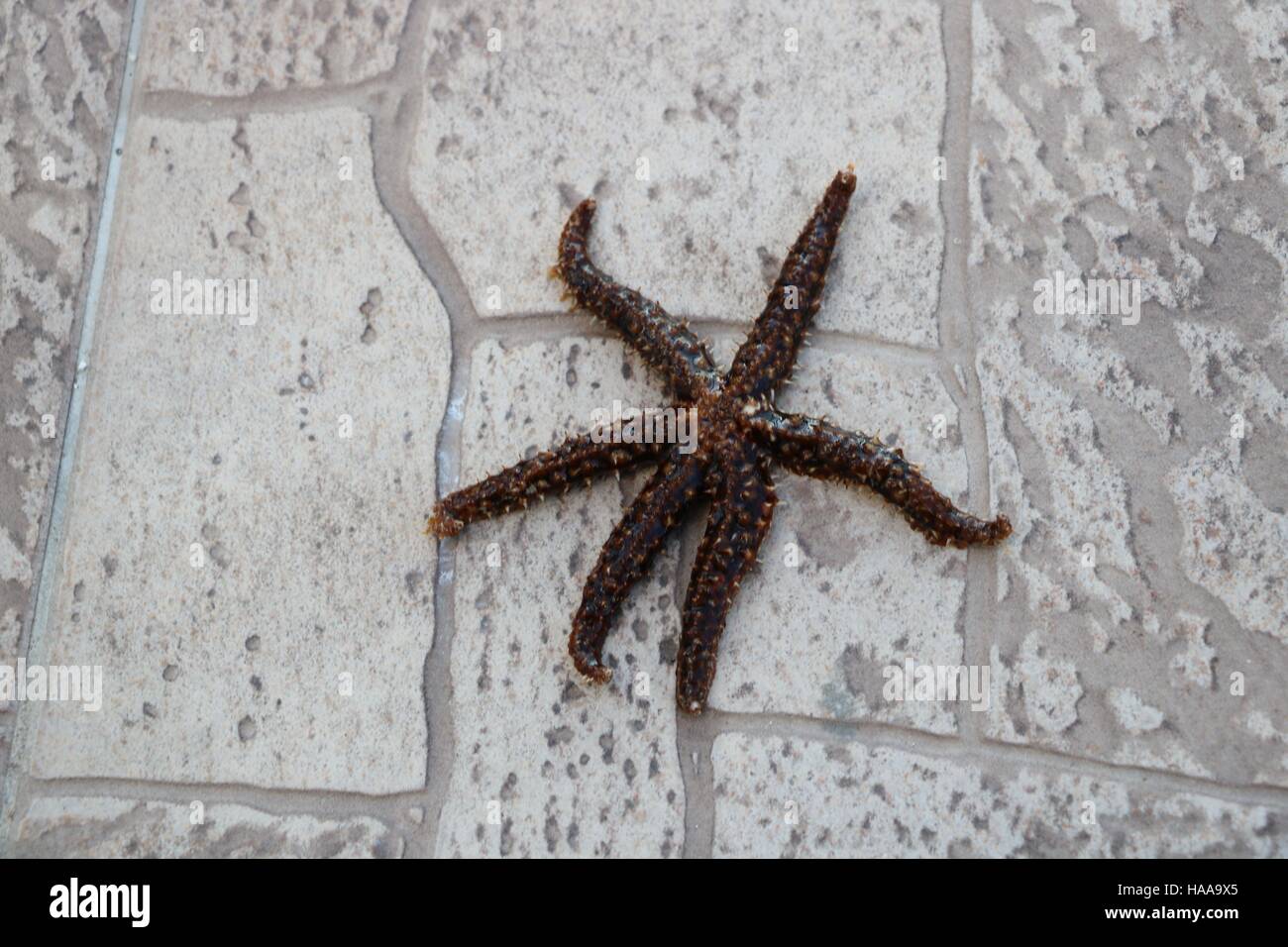 Strange barbed red starfish available in high-resolution and several ...