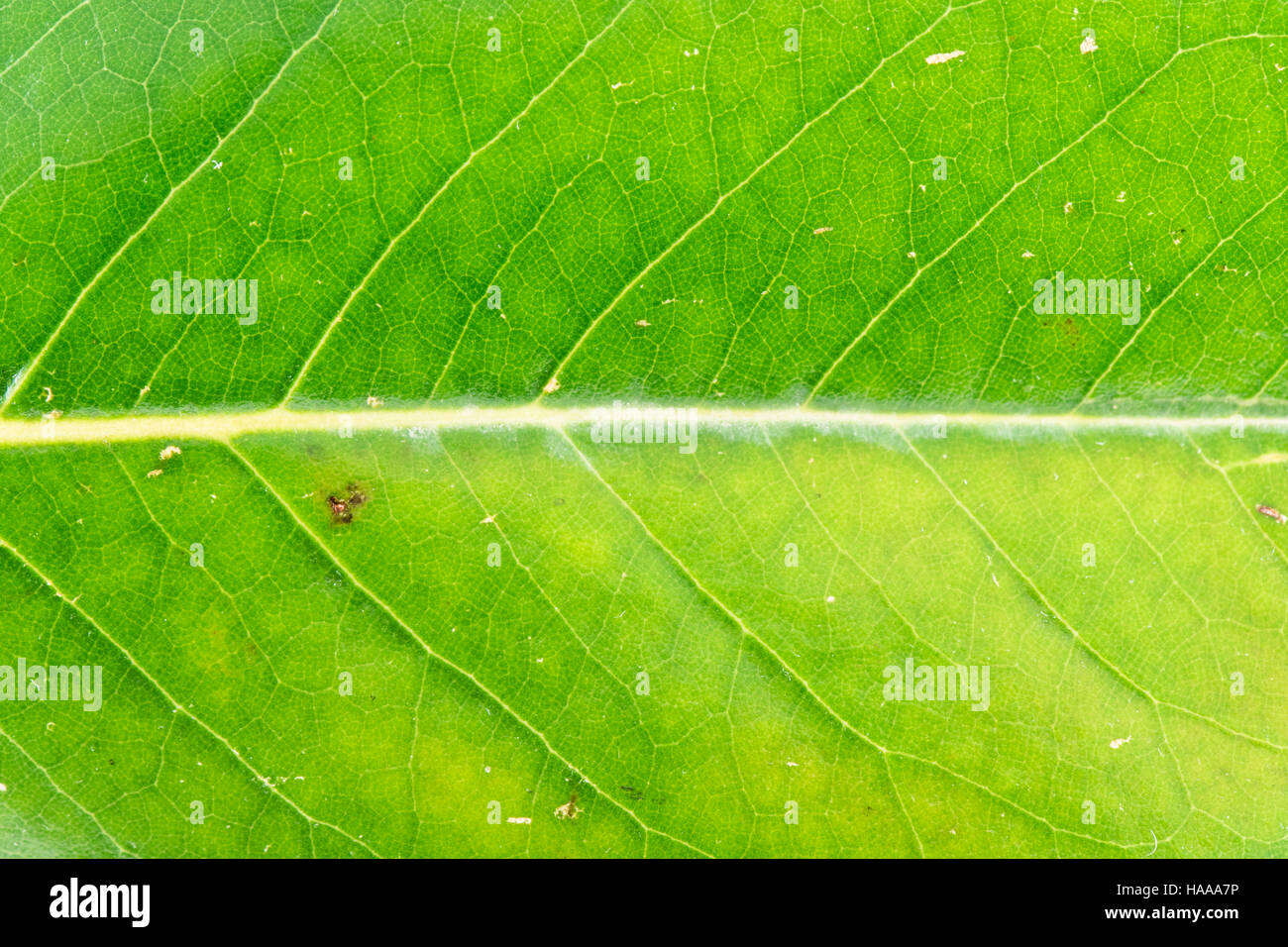 Texture Magnolia Grandiflora leaf Stock Photo - Alamy