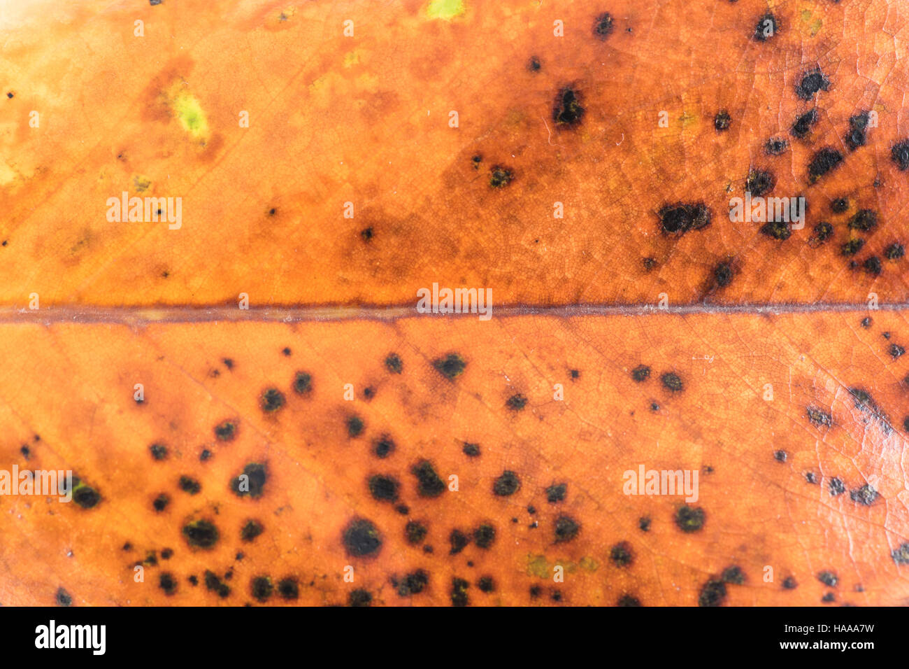 Texture Magnolia Grandiflora leaf Stock Photo - Alamy