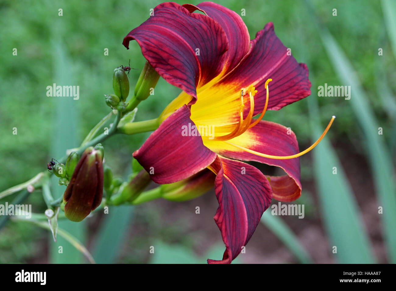 Close up colorful red purple and yellow daylily with stems and buds ...