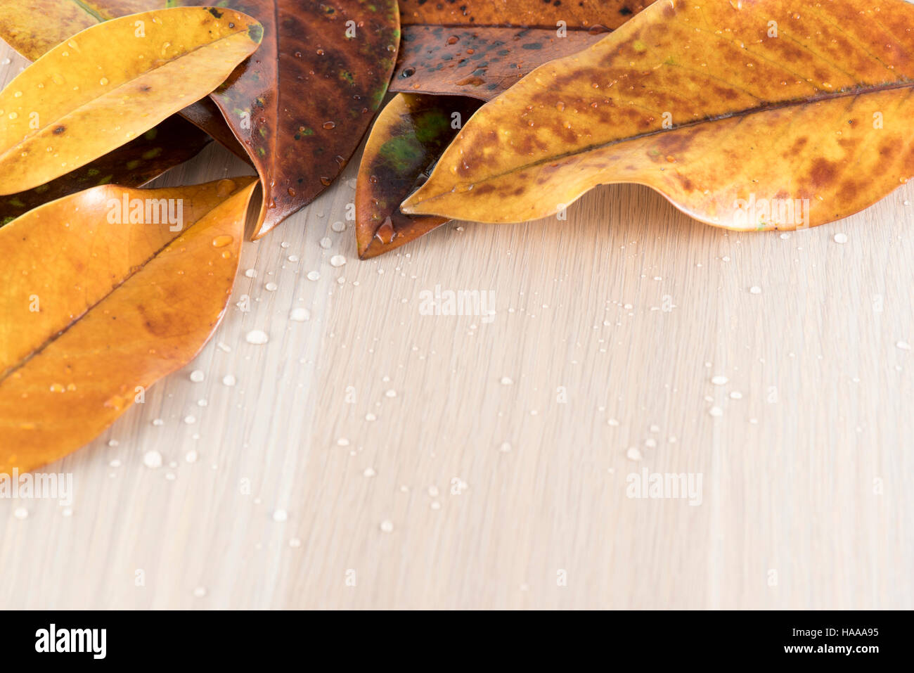 Magnolia Grandiflora leaf and raindrops Stock Photo - Alamy