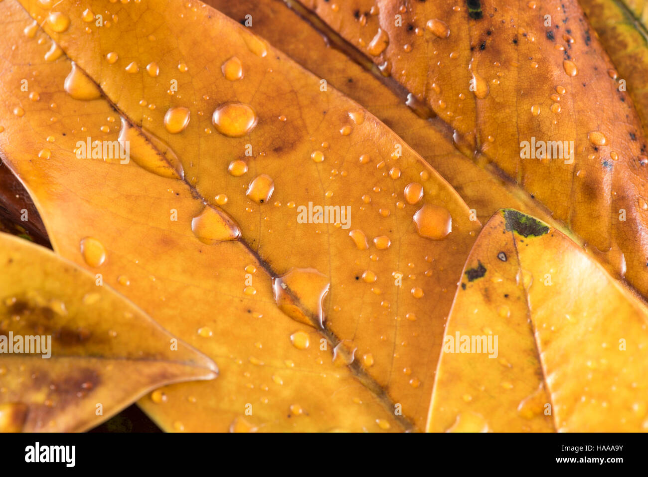 Magnolia Grandiflora leaf and raindrops Stock Photo - Alamy