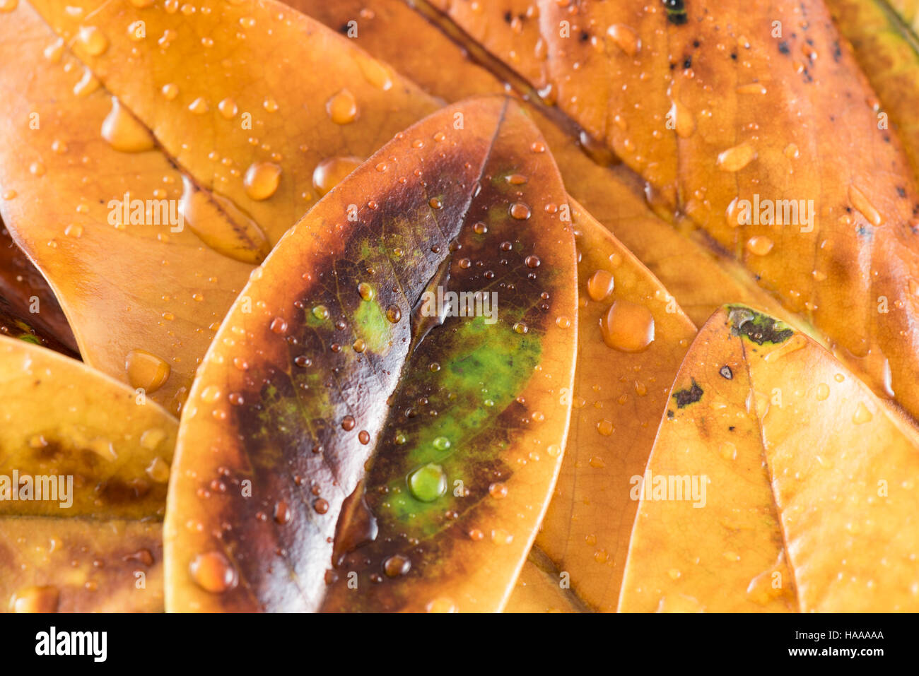 Magnolia Grandiflora leaf and raindrops Stock Photo - Alamy