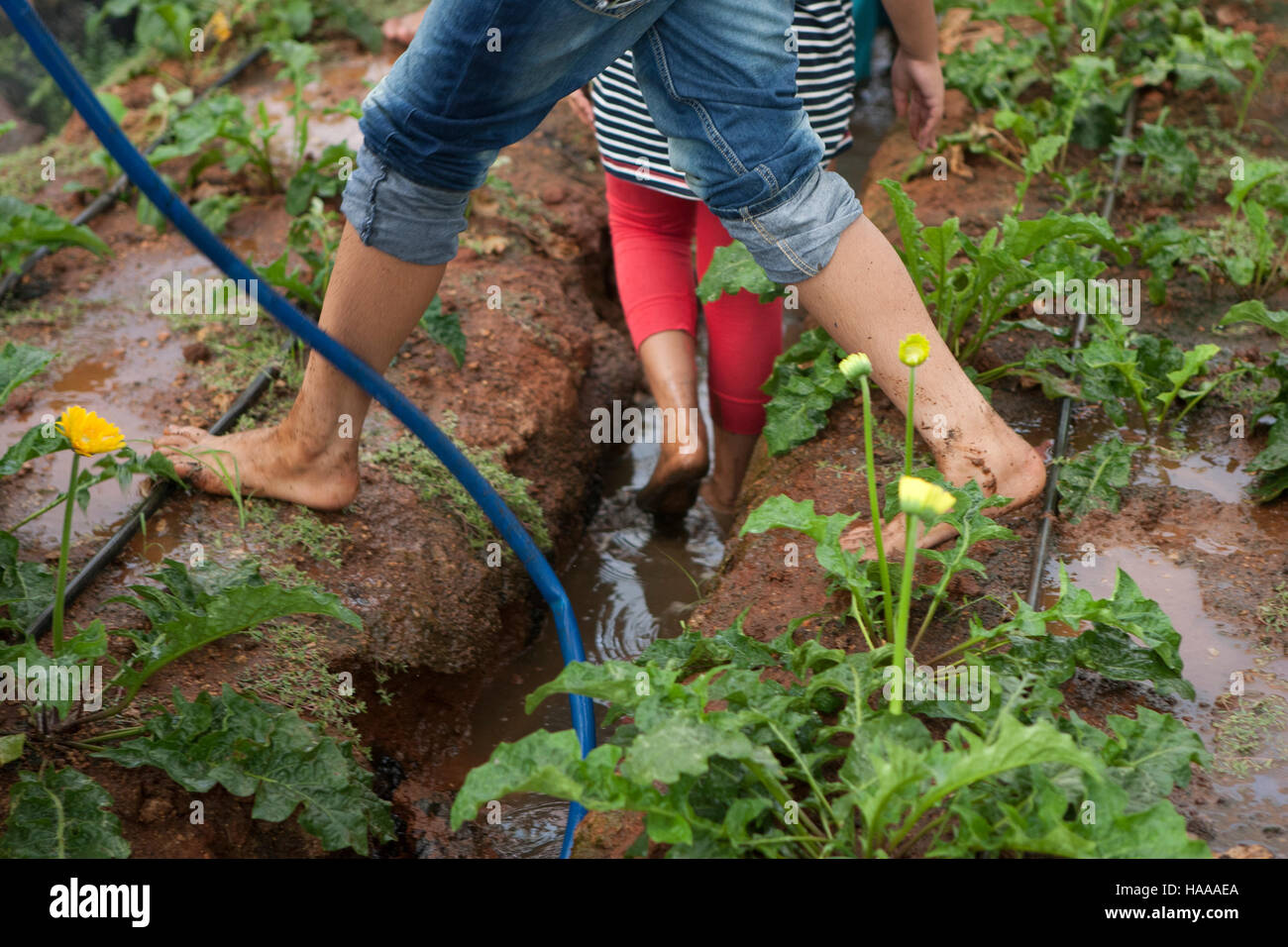 Indian kids with dirty feet walk and play in mud during an education ...
