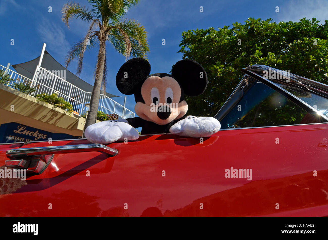 mickey mouse leaning out of the window of a red convertible car Stock ...