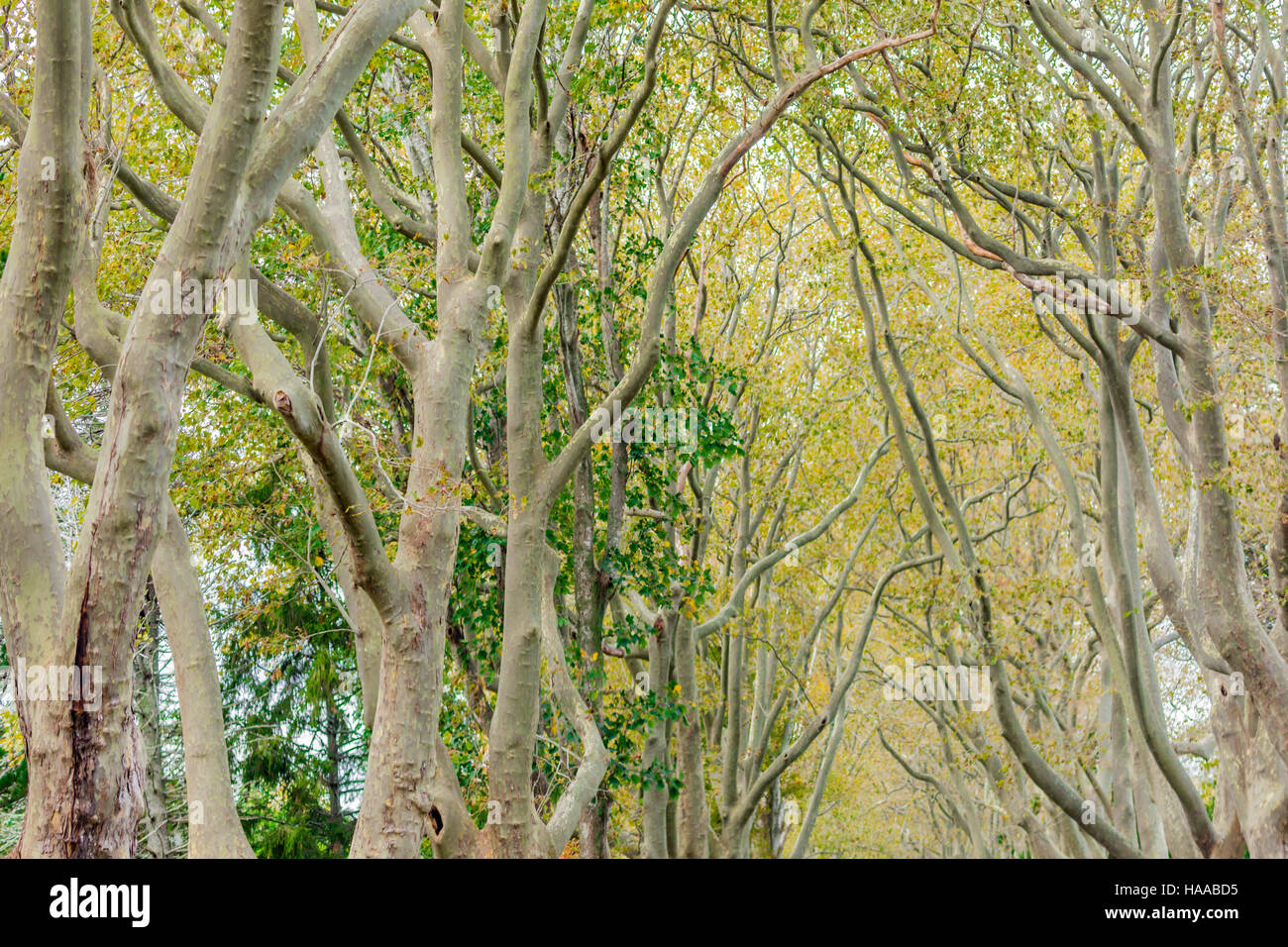 Tangled trees hi-res stock photography and images - Alamy