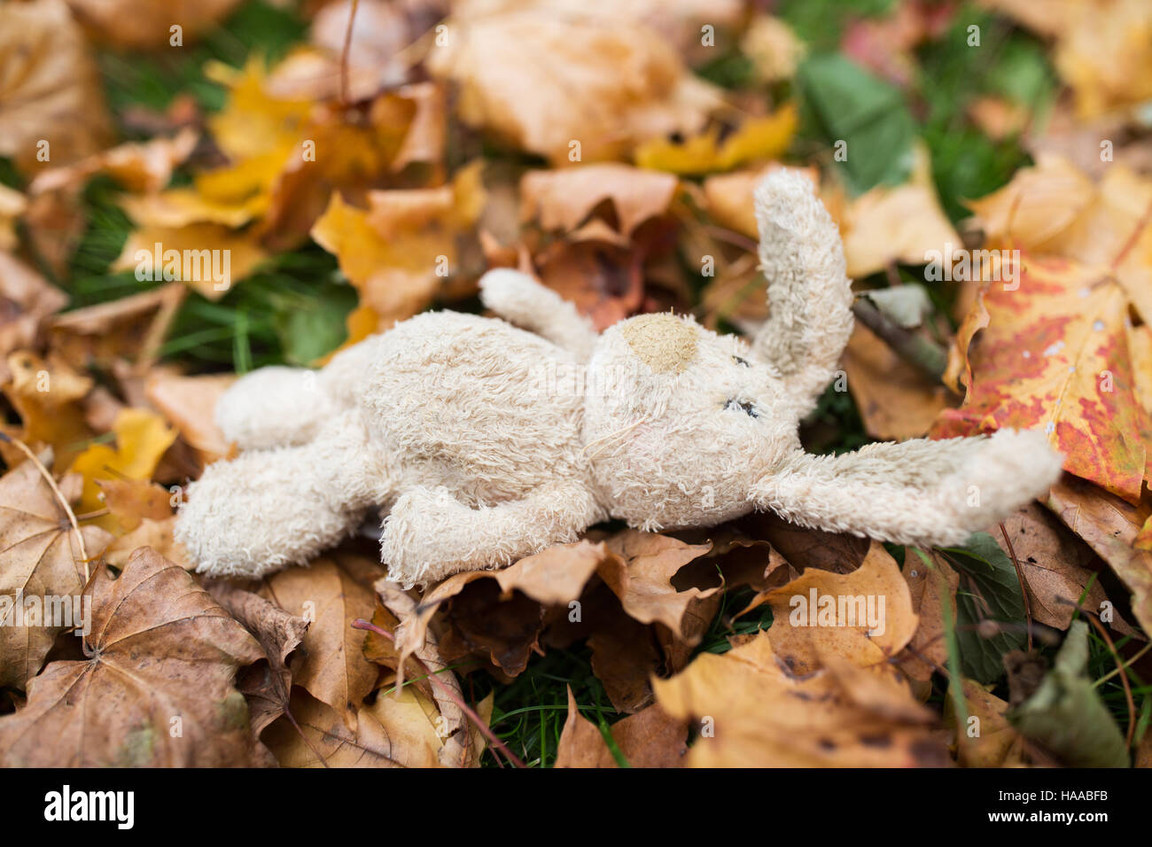 toy rabbit in fallen autumn leaves Stock Photo - Alamy