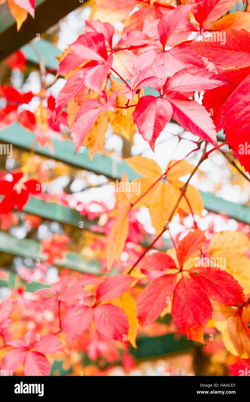 Multi colored leaves hi-res stock photography and images - Alamy