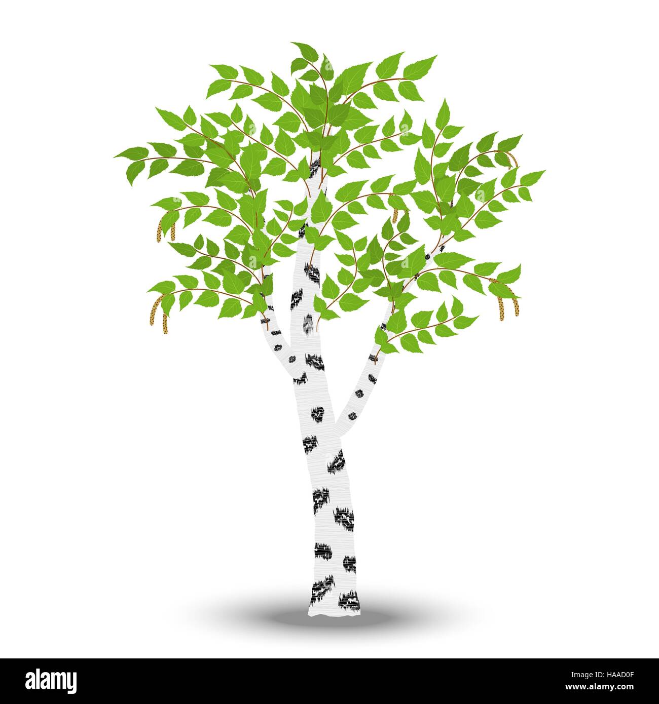 birch isolated on white background. Vector illustration Stock Vector ...