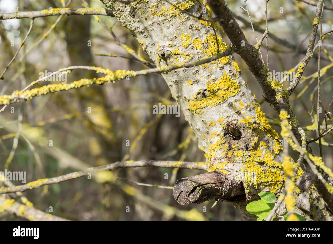 Tree trunk with moss in the forest Stock Photo - Alamy