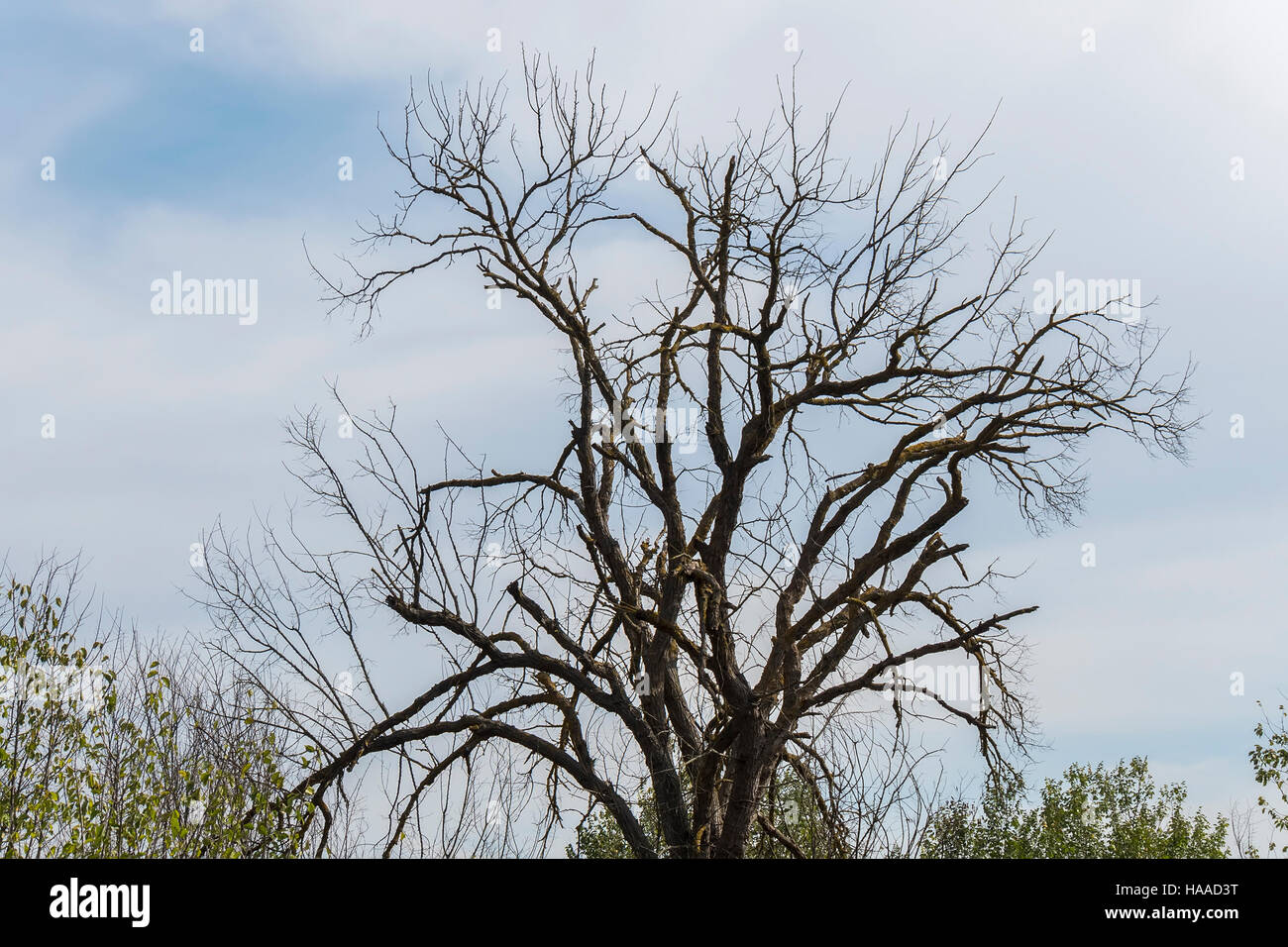 Dry tree in the middle of nature Stock Photo - Alamy