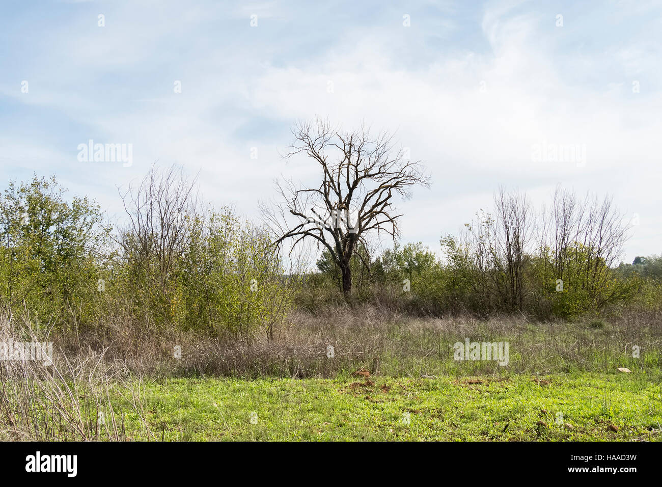 Dry tree in the middle of nature Stock Photo - Alamy