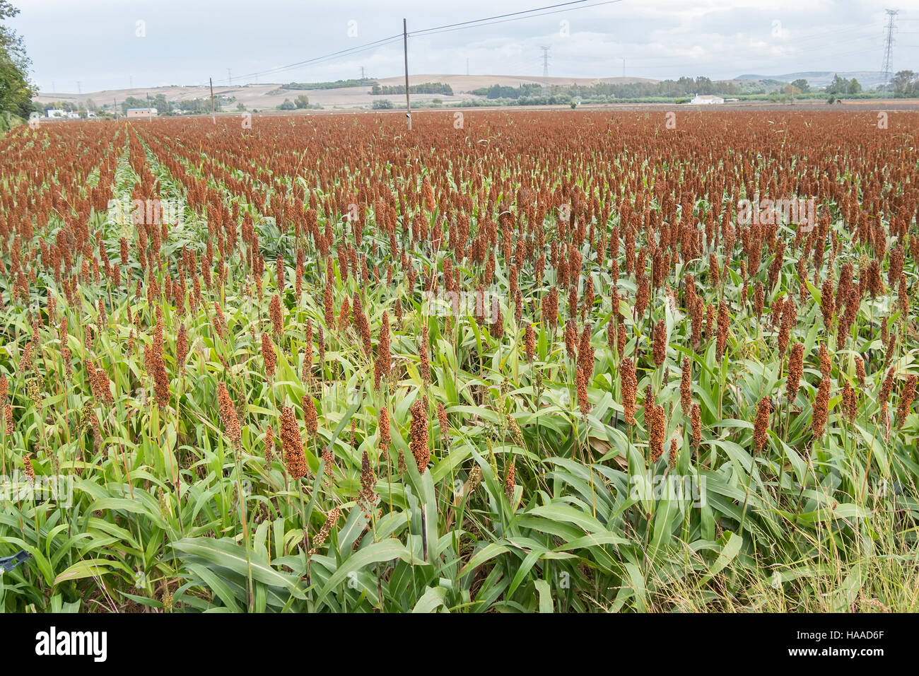 Sorghum Field High Resolution Stock Photography and Images - Alamy