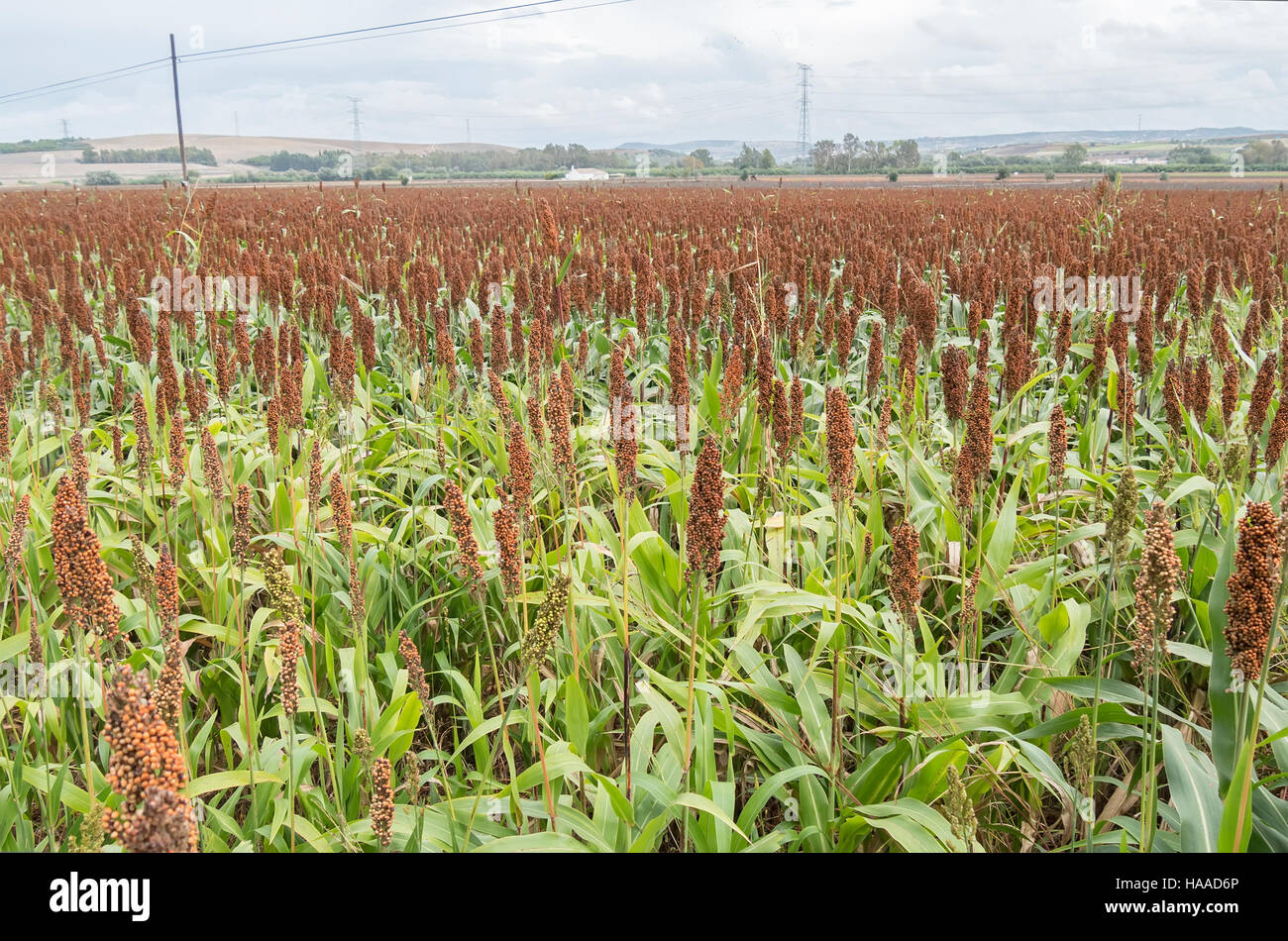 Fresh sorghum hi-res stock photography and images - Alamy