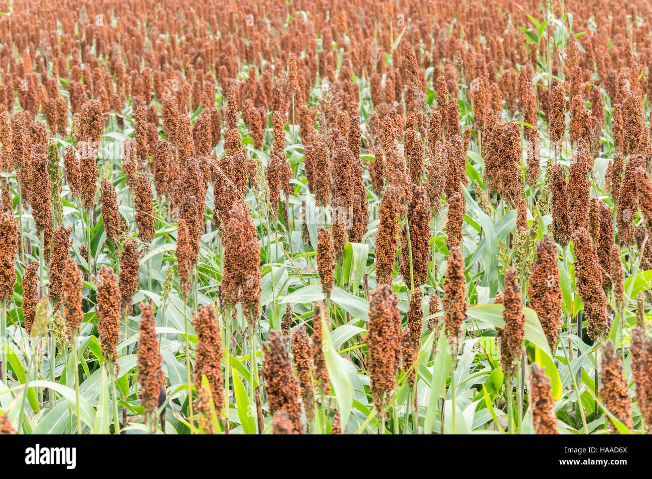 Sorghum Field High Resolution Stock Photography and Images - Alamy