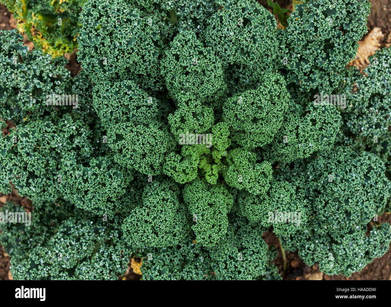 Kale pick hi-res stock photography and images - Alamy
