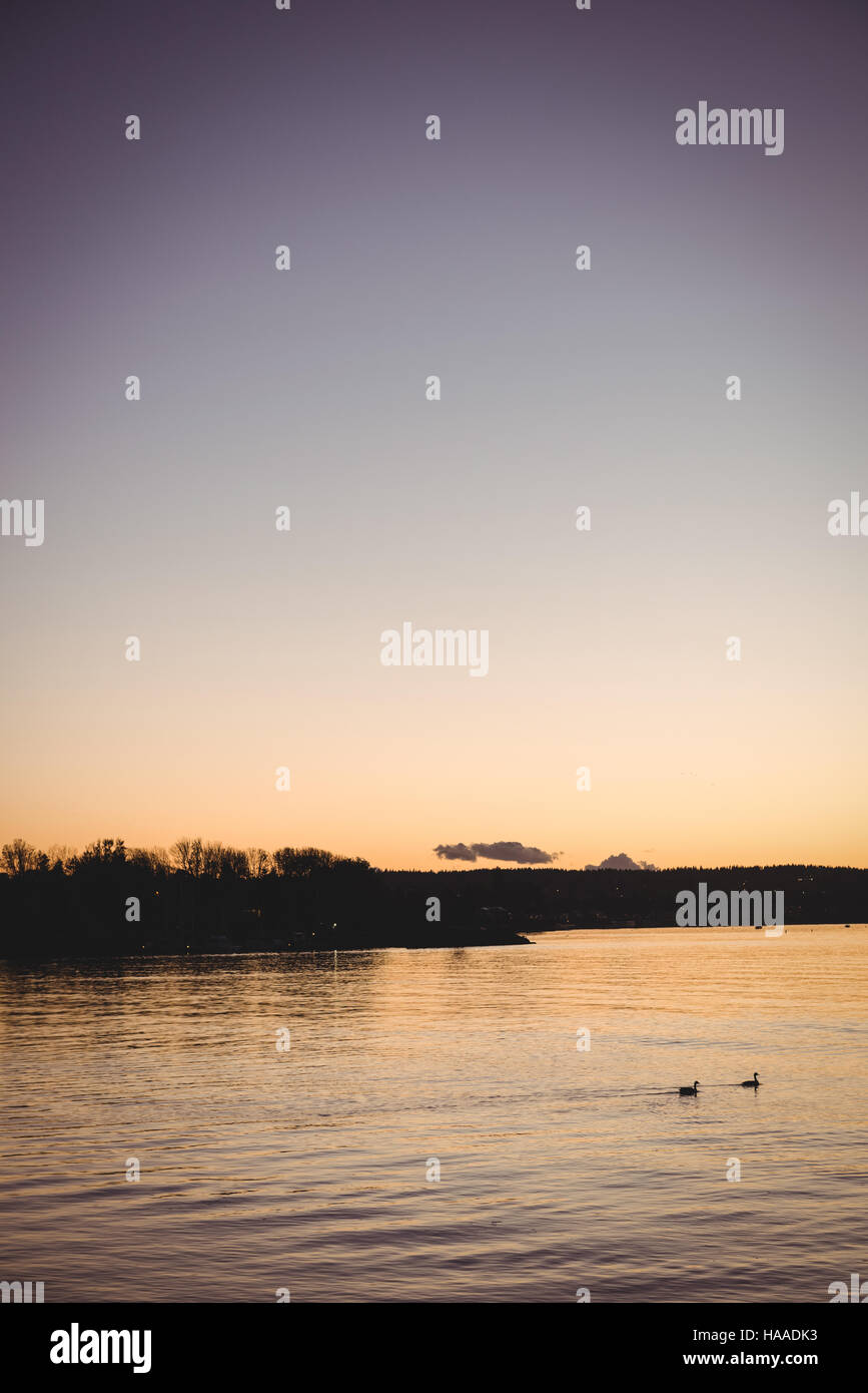 Beautiful lake sunset duck hi-res stock photography and images - Alamy