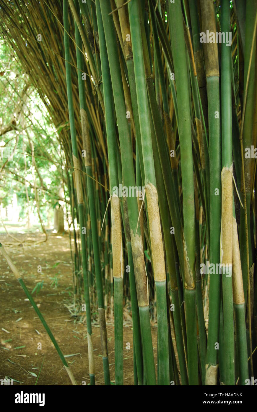 closeup of green bamboo stems in botanical garden Stock Photo - Alamy