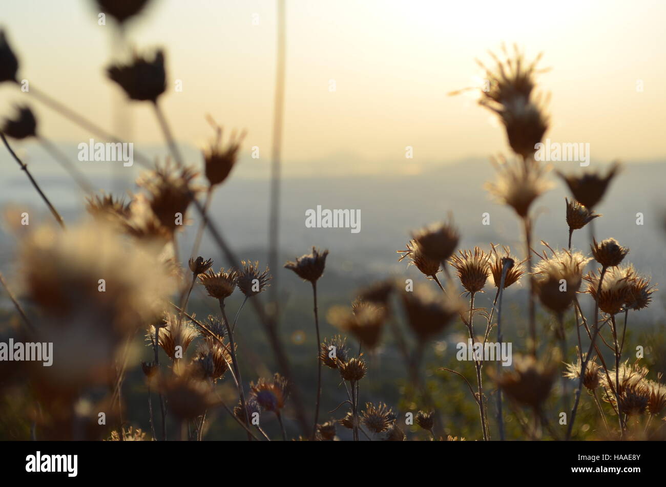Nature photography out in the open space Stock Photo - Alamy