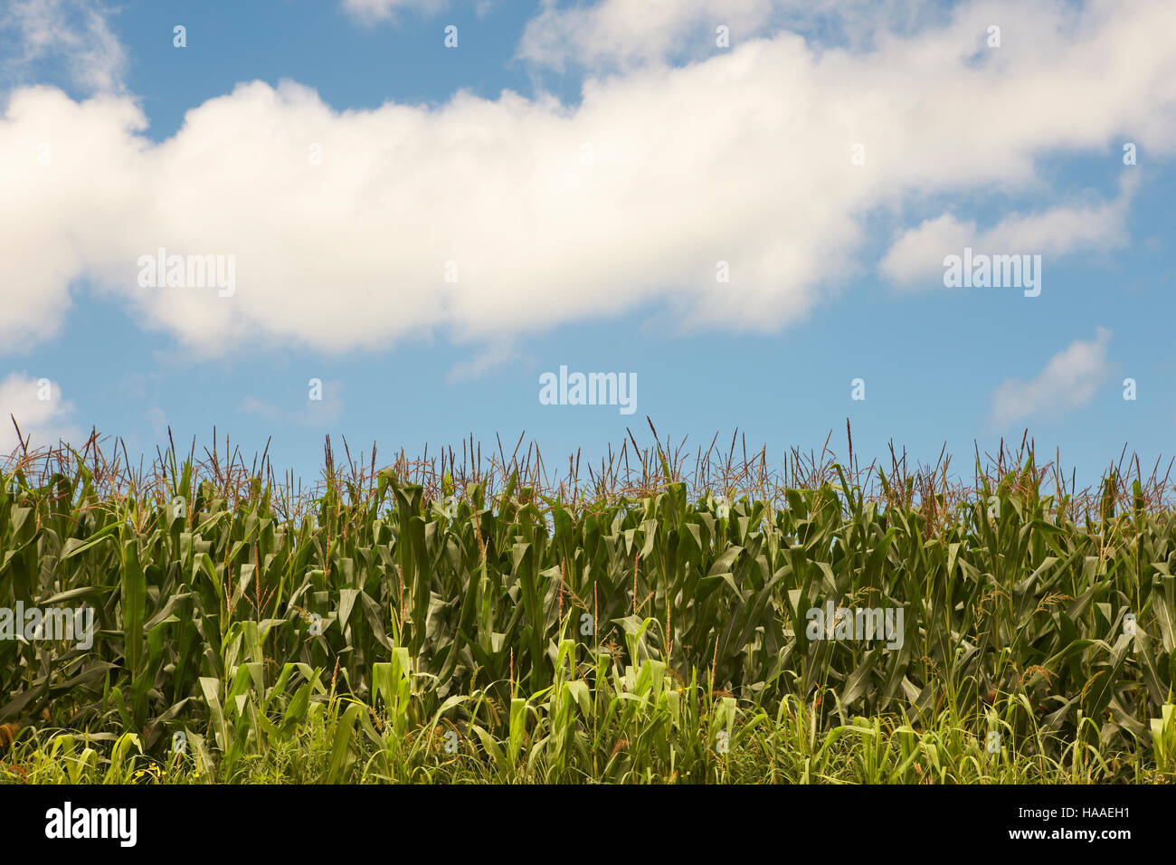 Corn field with blue sky and white clouds. Horizontal Stock Photo - Alamy