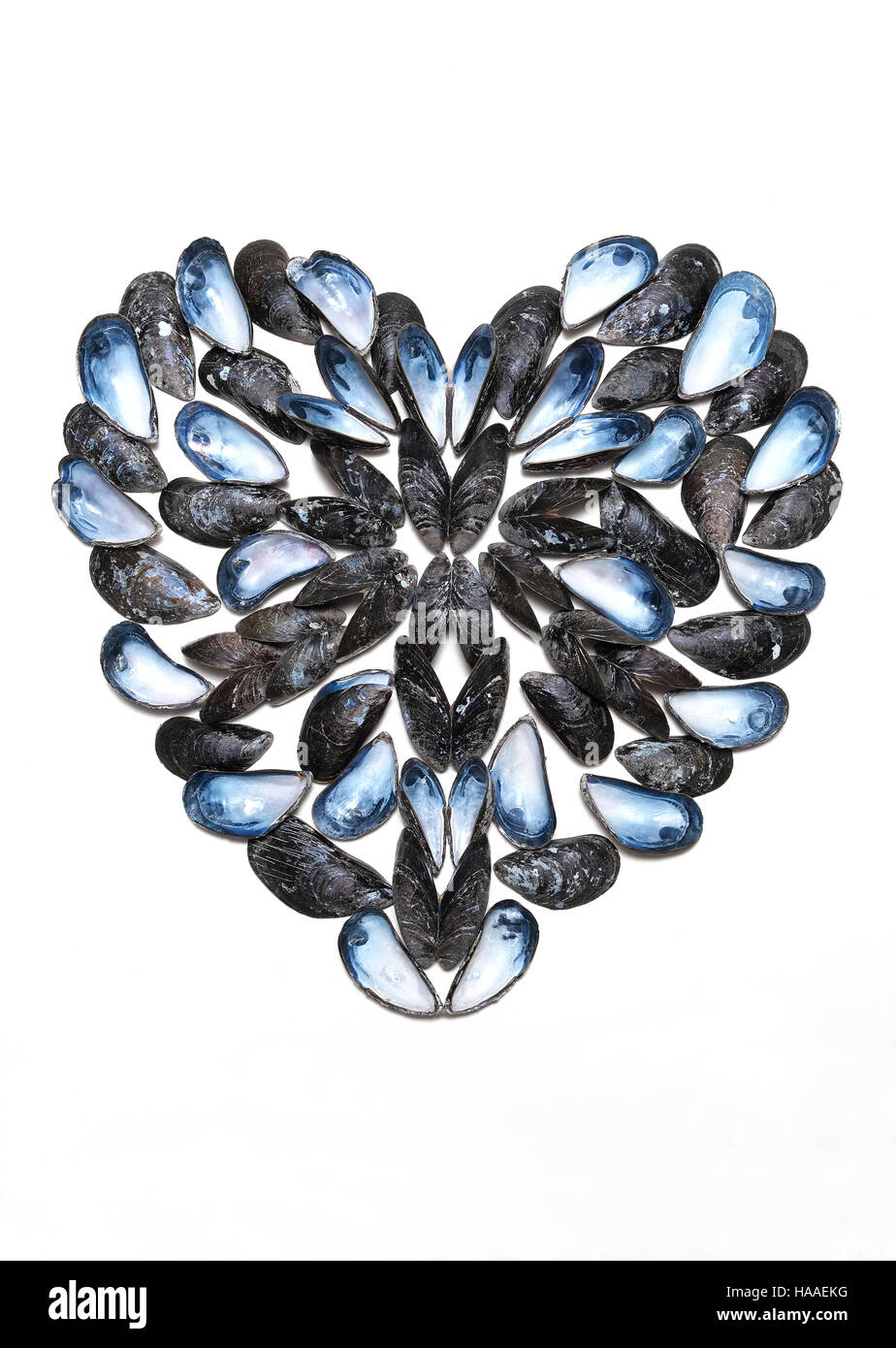 Mussel shells hi-res stock photography and images - Alamy