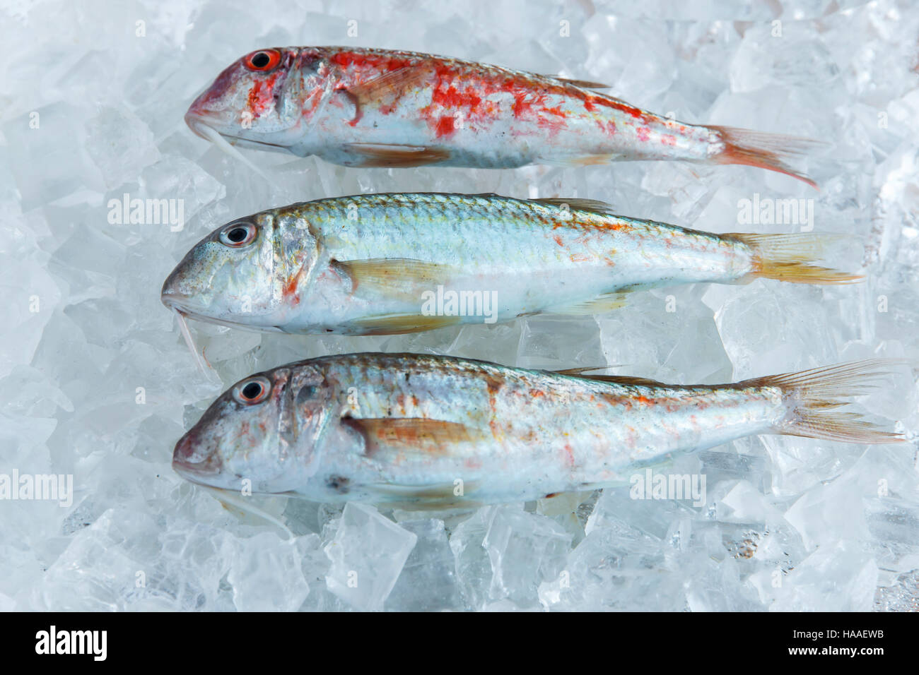 Goatfish hi-res stock photography and images - Alamy