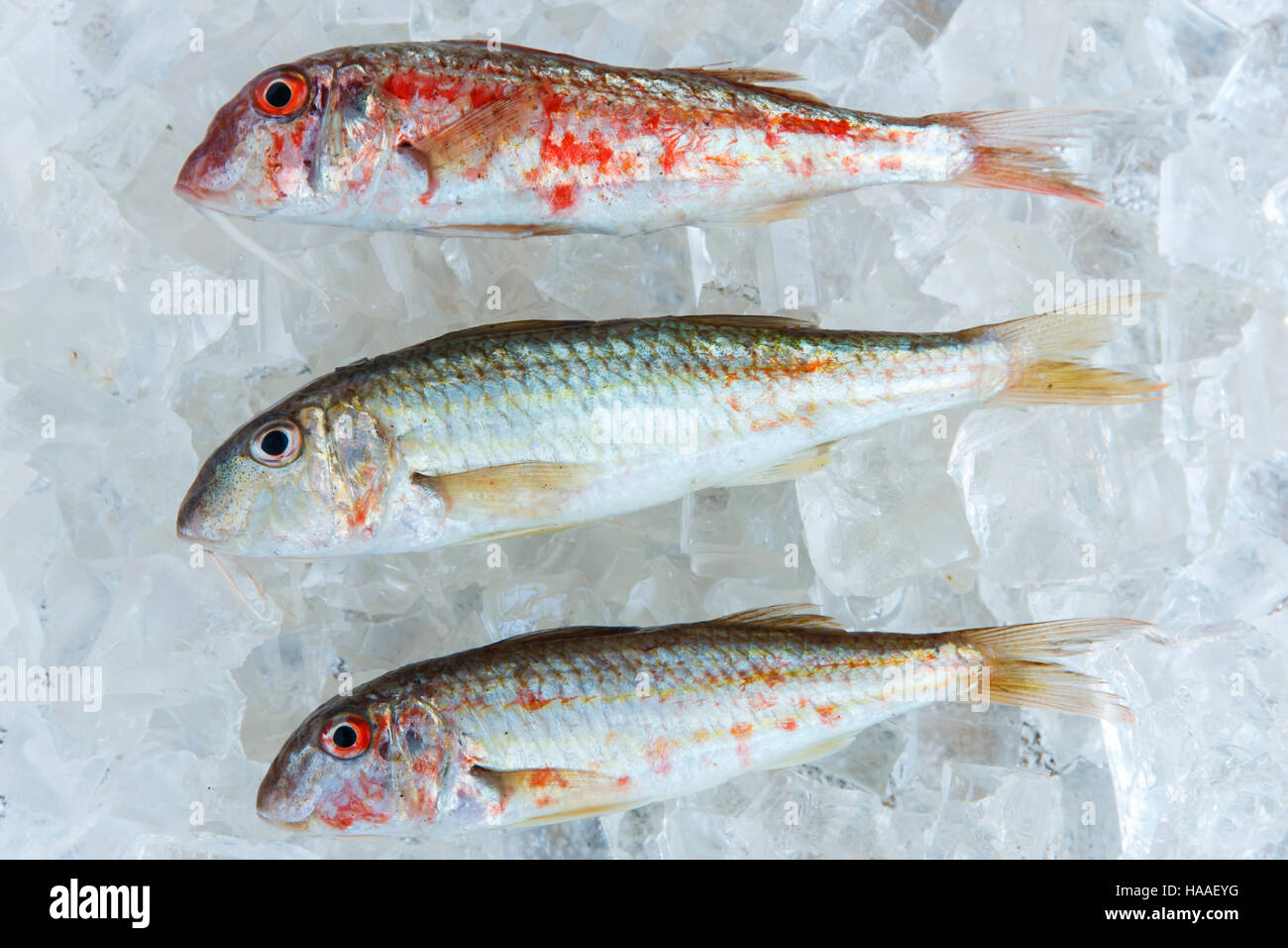 raw fish on ice goatfish surmillet Stock Photo - Alamy