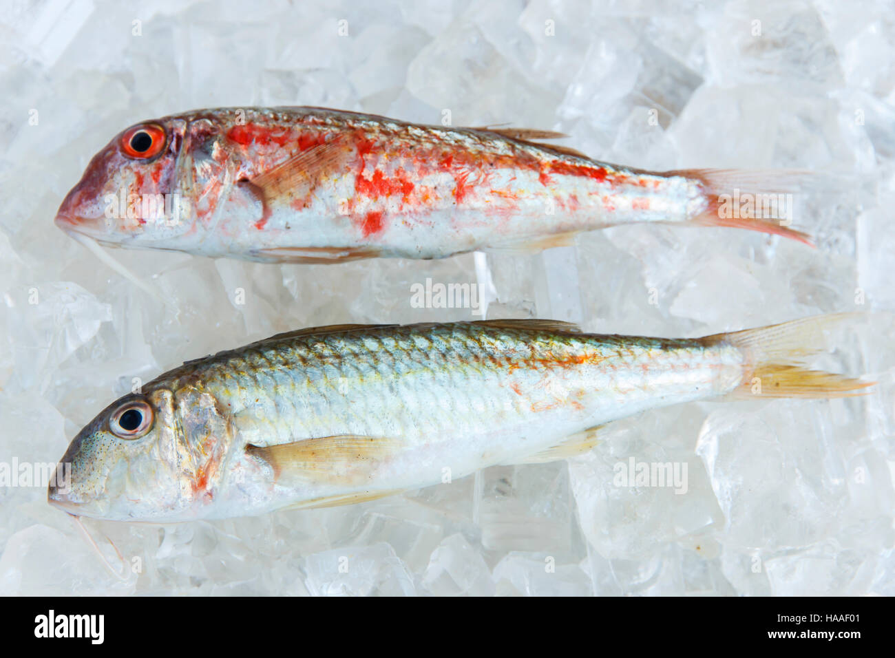 Fish counter ice hi-res stock photography and images - Alamy