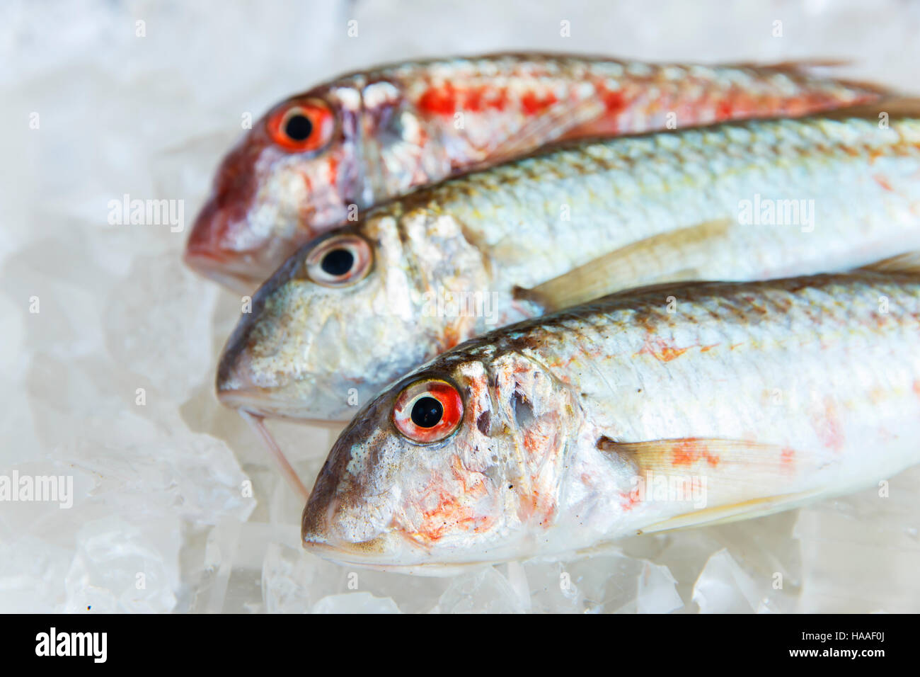 raw fish on ice goatfish surmillet Stock Photo - Alamy