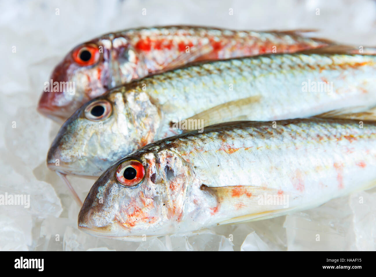 Goatfish High Resolution Stock Photography and Images - Alamy