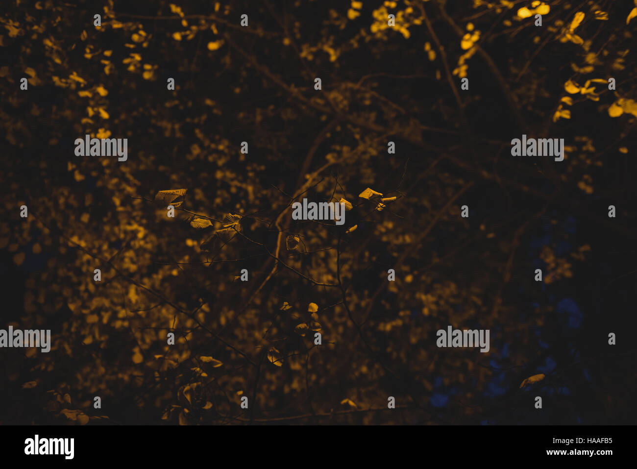 Close up tree branch hi-res stock photography and images - Alamy