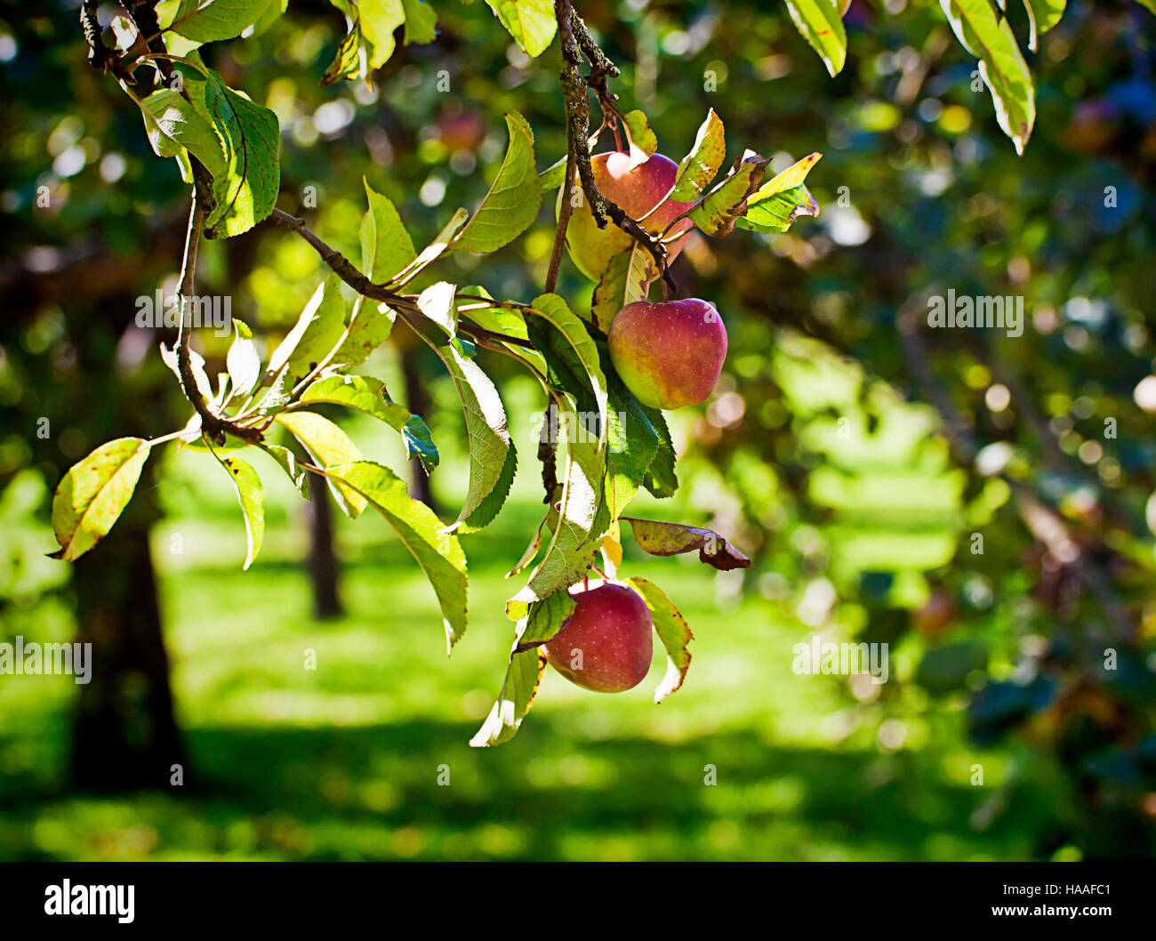 Apple tree branch with ripe red apples ready to harvest, blurred background Stock Photo - Alamy