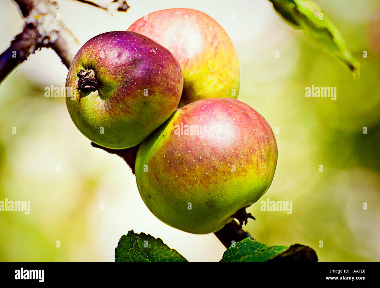 Three red apples on tree branch ready to harvest, blurred background ...
