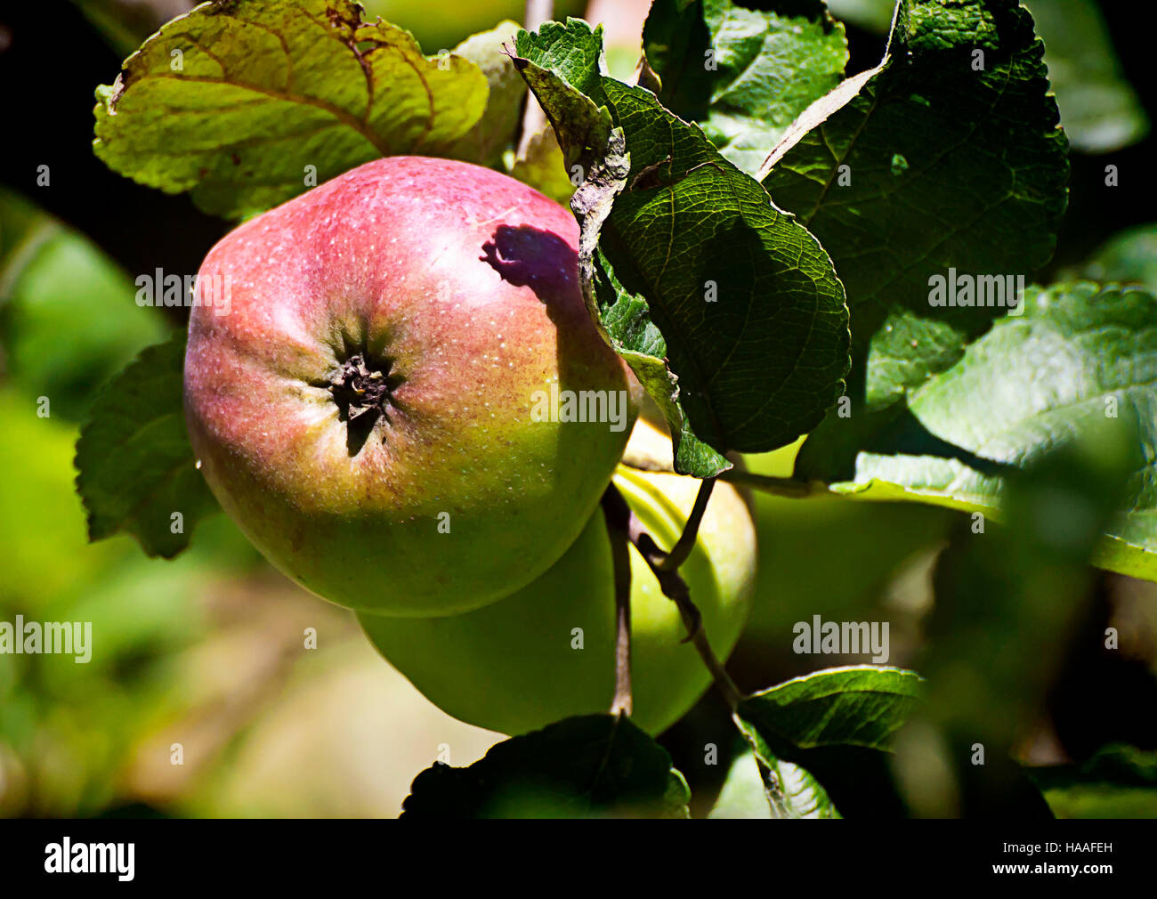 Ripe red apple on tree ready to harvest Stock Photo - Alamy