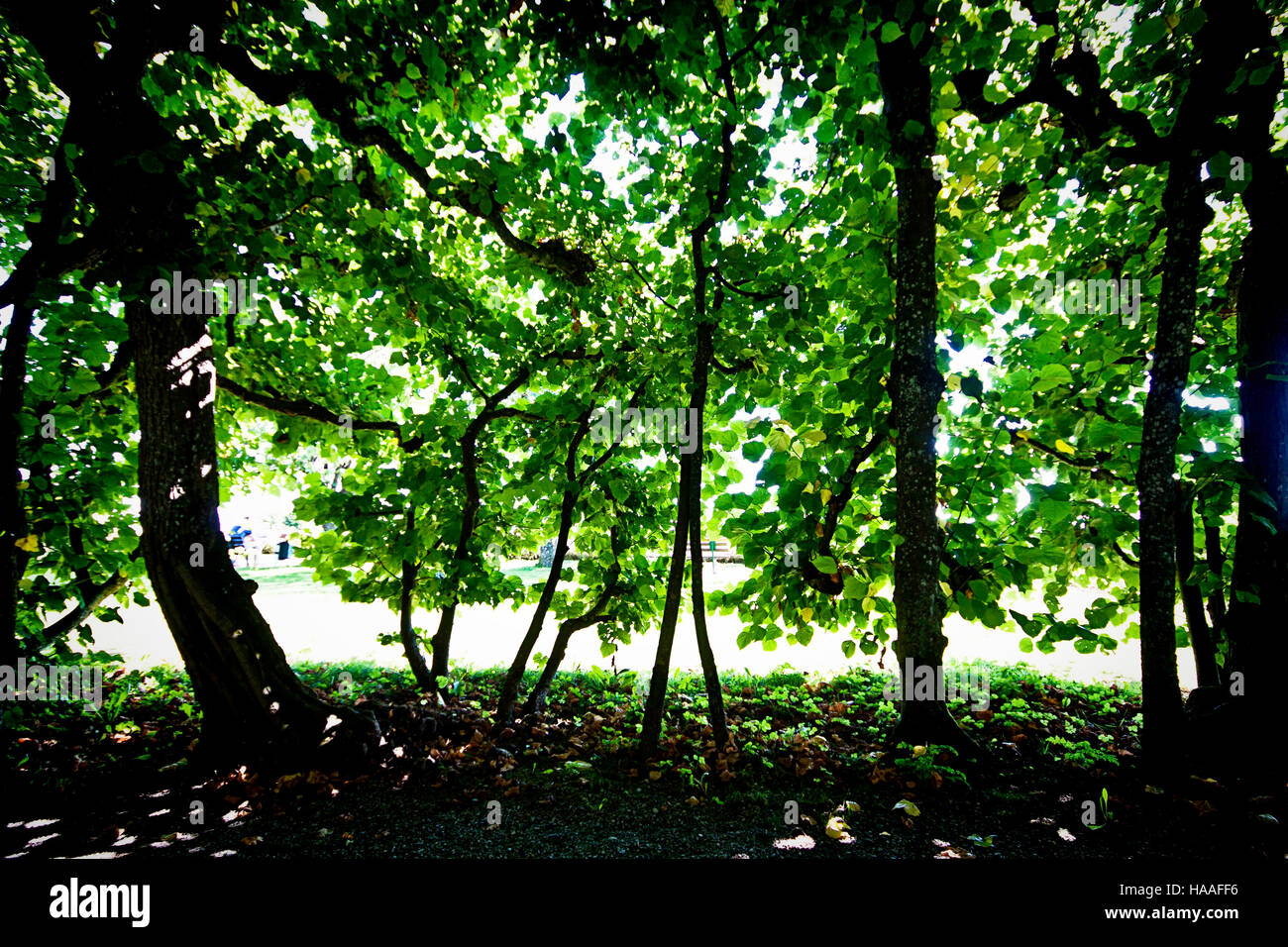 Lush and green vegetation in back light, fresh summer shade Stock Photo ...
