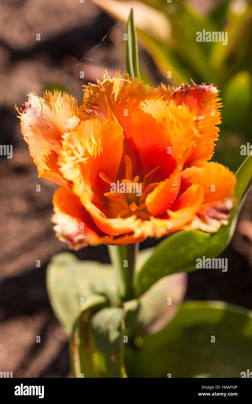 Hamilton tulip hi-res stock photography and images - Alamy