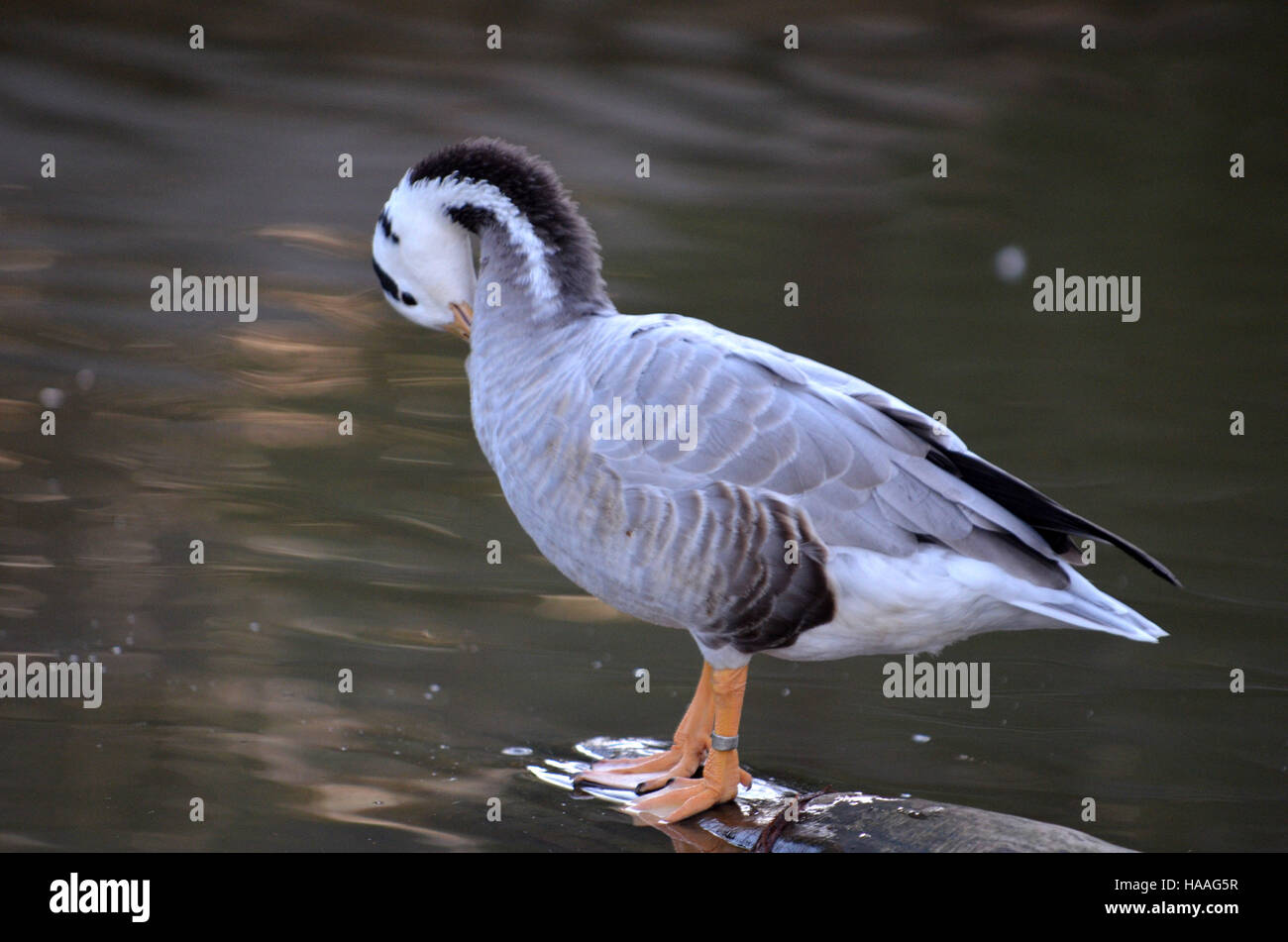 Creatures in a pond hi-res stock photography and images - Alamy