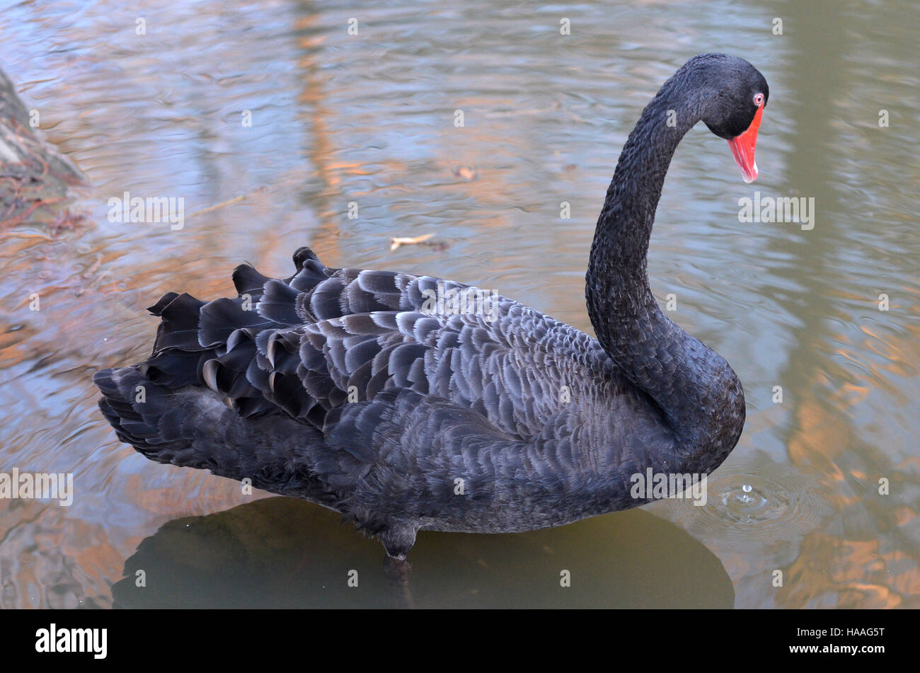 Black Goose Close up Stock Photo - Alamy