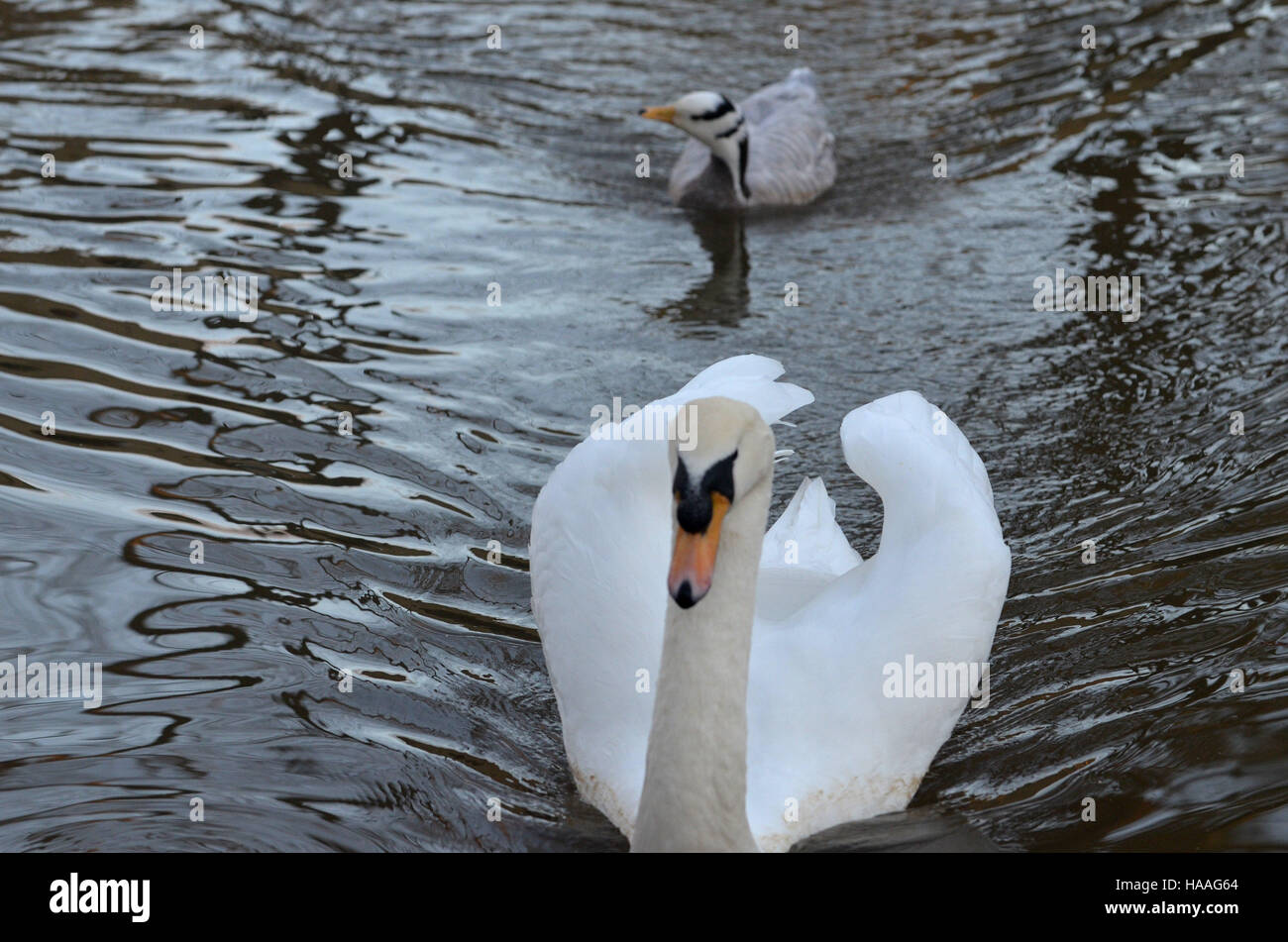 Swan on Pond, lake, park, zoo, trumpeter, waterfowl, bird, fowl Stock ...