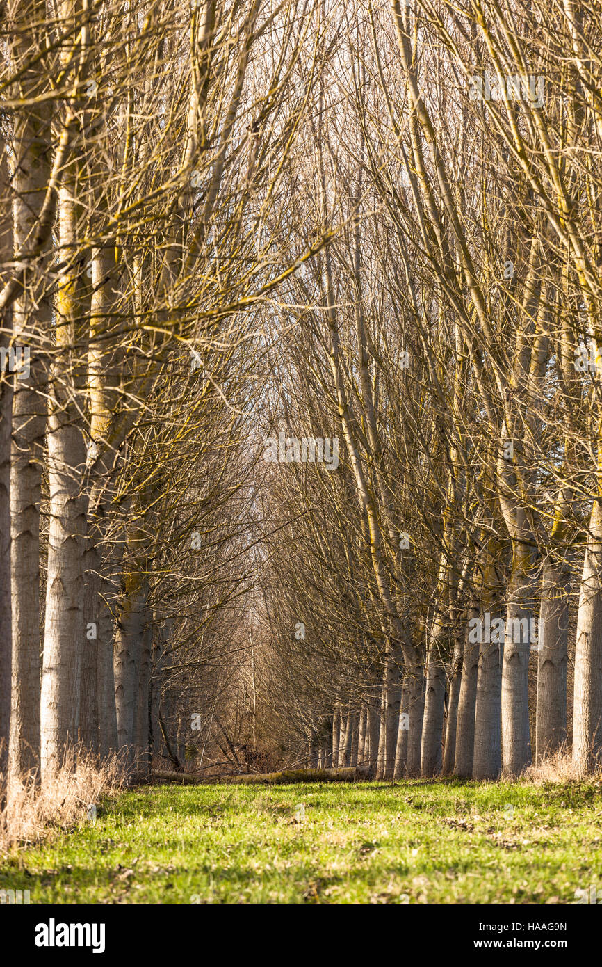 Rows of trees in a french woodland Stock Photo - Alamy