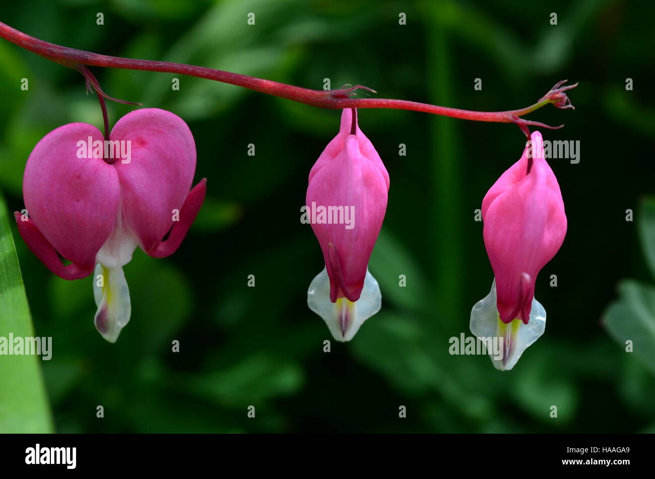 Up close bleeding hearts, pink flower, grief, garden, love Stock Photo ...