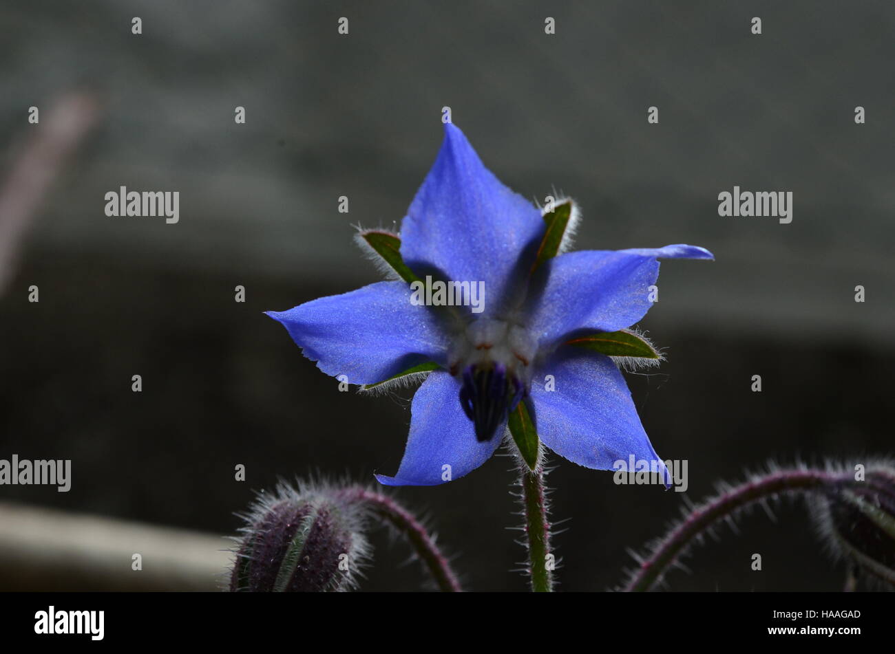 Up close blue flower Stock Photo - Alamy
