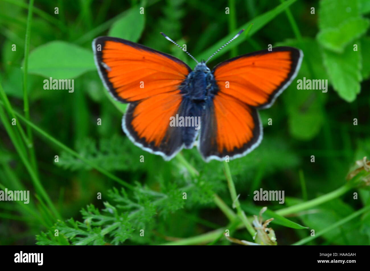 Orange Butterfly Close up Stock Photo - Alamy