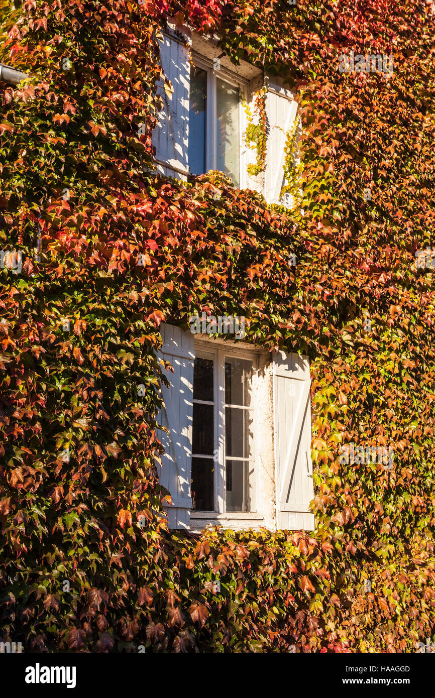 House ivy covered large hi-res stock photography and images - Alamy